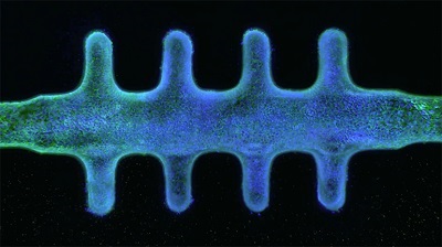 Video: Lab-grown intestinal organoids mimic human gut | GlobalSpec