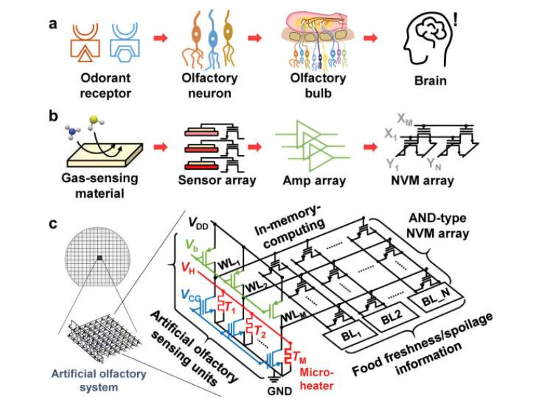 This artificial olfactory system detects food spoilage in real-time ...