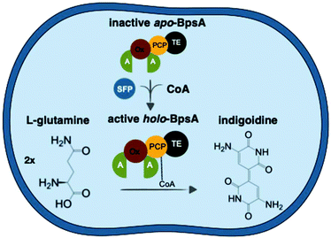 A greener route to blue dye production | GlobalSpec