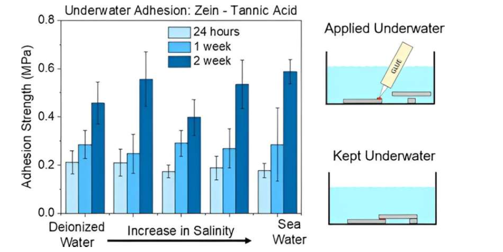 A bio-based glue that strengthens its adhesive bonds underwater ...