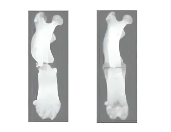 New plasma irradiation technique expedites bone healing | GlobalSpec