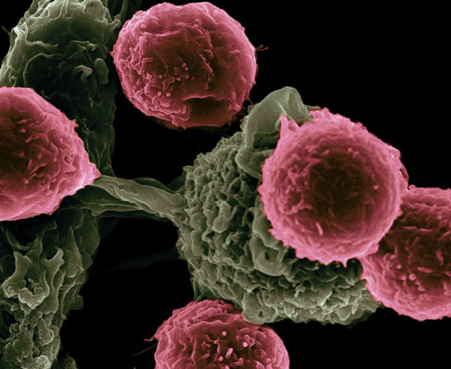 A peanut allergy skin patch can prevent allergic reactions | GlobalSpec