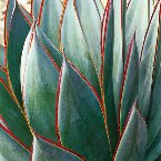Tequila Producer Sees Energy Potential in Waste Agave | GlobalSpec