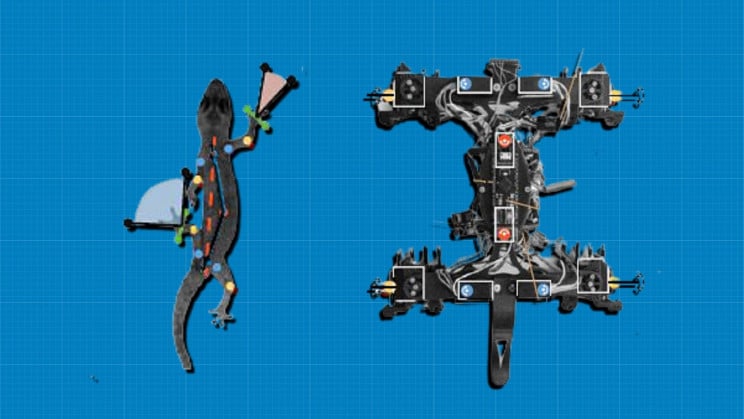Lizard inspired robot designed to climb, move over rough terrain ...