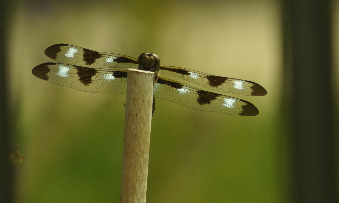 Missile defense systems could learn a lot from a dragonfly | GlobalSpec