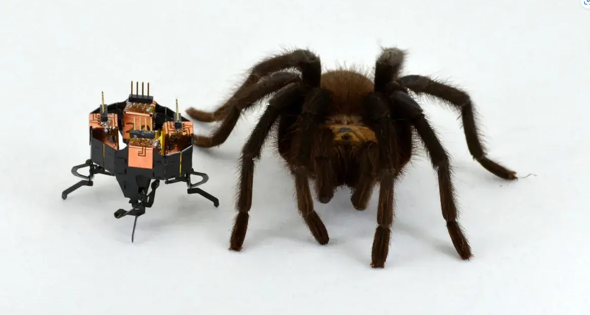 This shape-shifting spider robot is 2 cm long | GlobalSpec