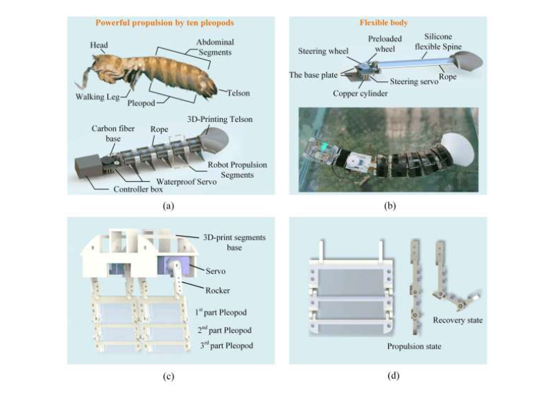 Mantis shrimp-inspired robot designed for underwater exploration ...