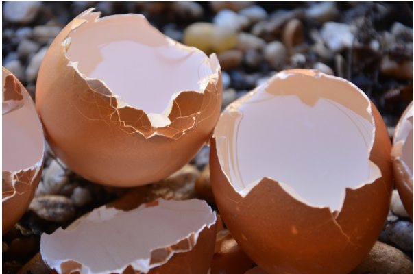 Eggshells for everything! | GlobalSpec