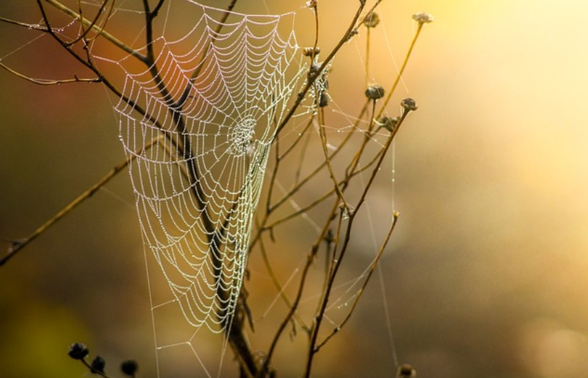 Spider silk inspires polymer for connecting biological tissues with ...