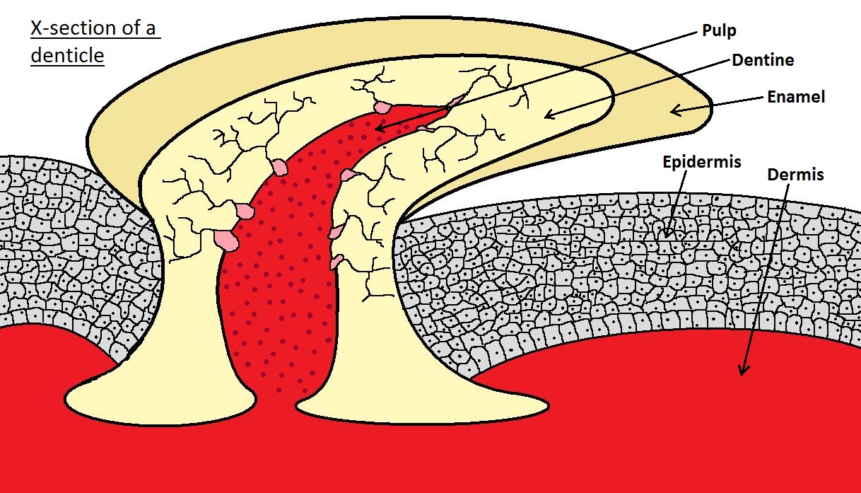 Airbus Engineers Explore Sharkskin Properties for Aircraft Bodies ...