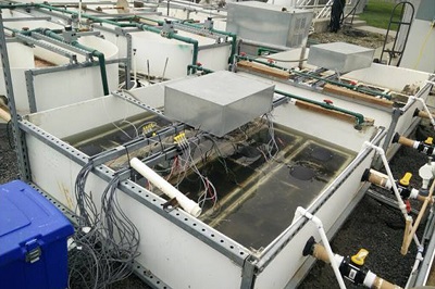 Microbial fuel cell improves wastewater treatment sustainability ...