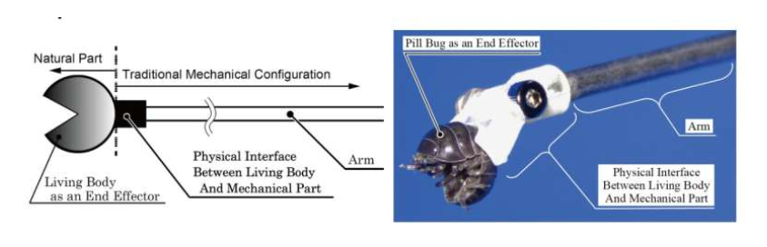 Anatomy Of A Pill Bug Pill Bug After Front Body Molt | I Saw An