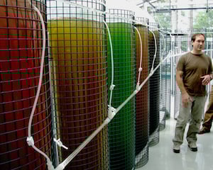 Marine Microalgae: A Sustainable Food and Fuel Source? | GlobalSpec