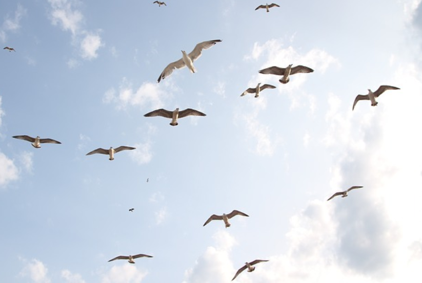 Lasers to startle birds from offshore oil and gas platforms | GlobalSpec