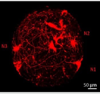 Watch: Imaging the internal structure of mini-brains | GlobalSpec