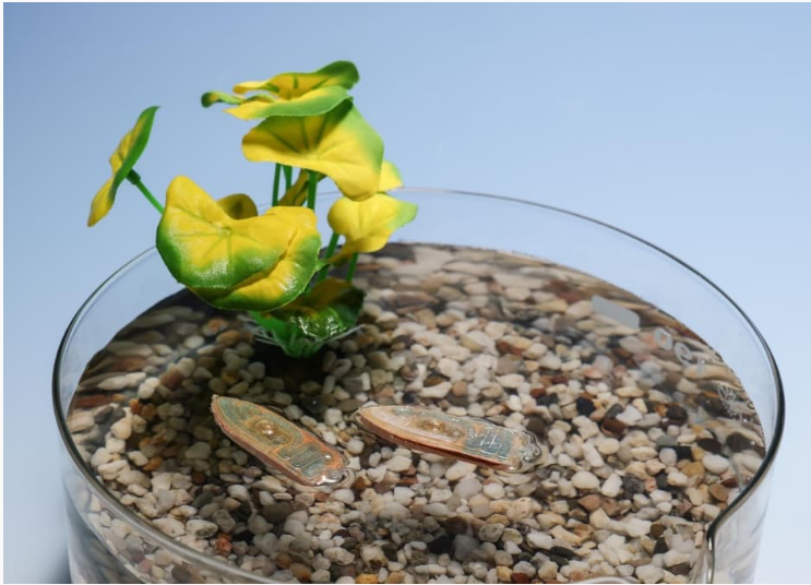 After cleaning water, these edible robots transform into fish treats ...