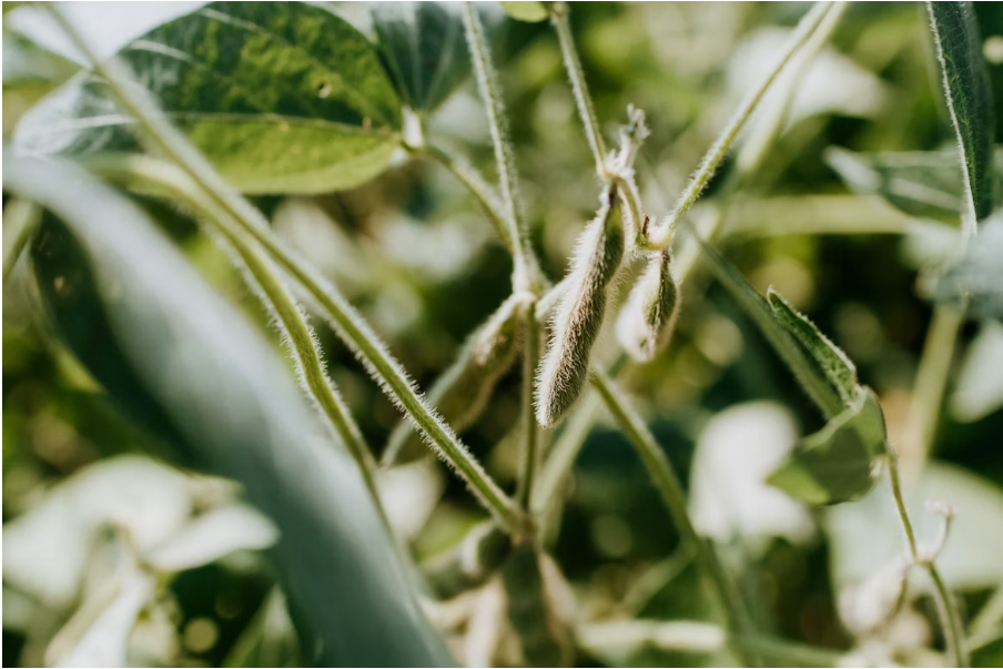 Smarter tech unlocks more nutrition from staple crops | GlobalSpec
