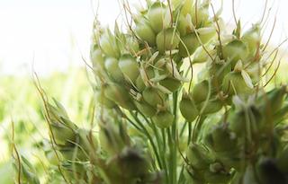 Wild Sorghum Variety Found to Have Big Bioethanol Potential | GlobalSpec