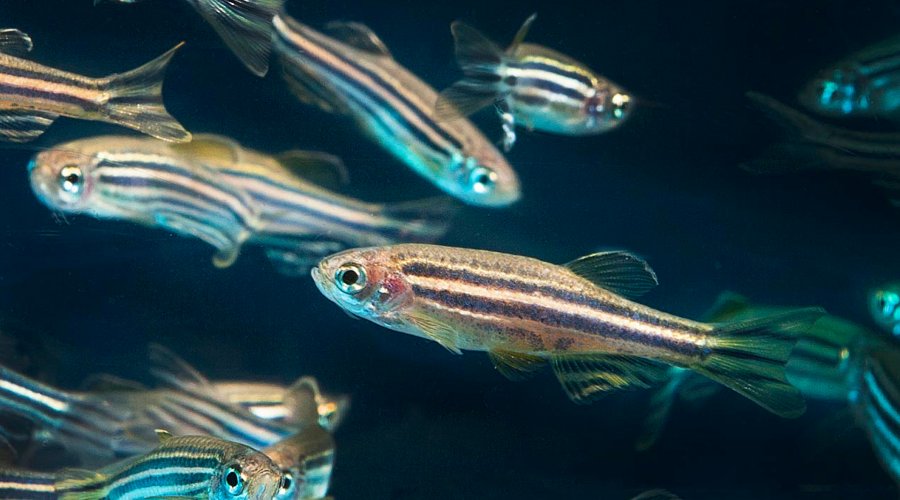Zebrafish Embryos Successfully Cryopreserved with Gold Nanotechnology ...