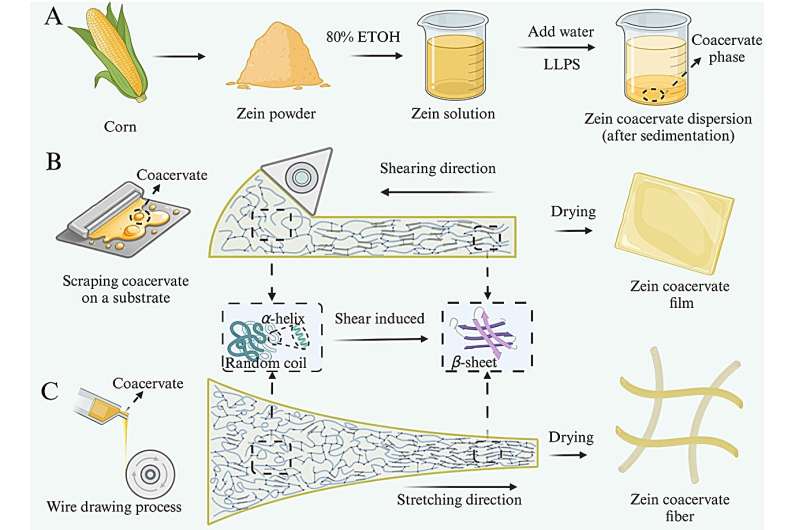 Spider silk-inspired method transforms corn protein into ultra-tough ...