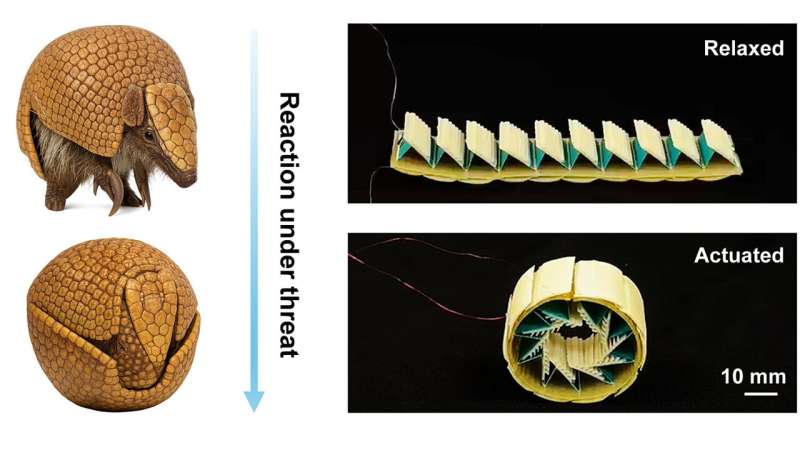 Inspired by armadillos: New soft robotic shell becomes rock-solid on ...