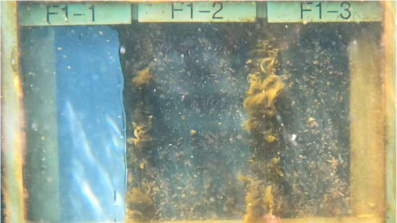 Clear coating blocks algae growth on underwater solar panels | GlobalSpec