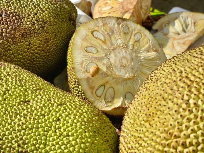 Researchers turn jackfruit latex into potential therapy for severe gum ...