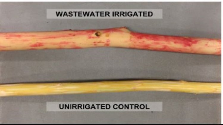 This multitasking tree treats wastewater, produces biofuel | GlobalSpec