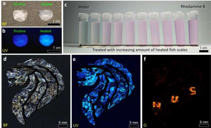Upcycled fish scales show promise for security and pollution control ...