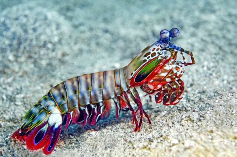 Scientists mimic mantis shrimp armor to create ultra-tough material ...